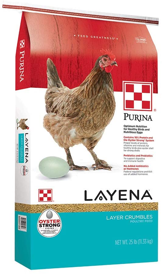 7 Surprising Rules for Feeding Chickens and What You Need To Know