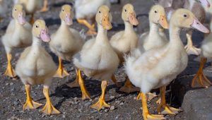 Best Meat Duck Breeds - The Happy Chicken Coop
