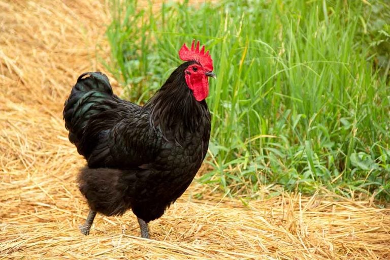31 Best Desert Chicken Breeds - The Happy Chicken Coop