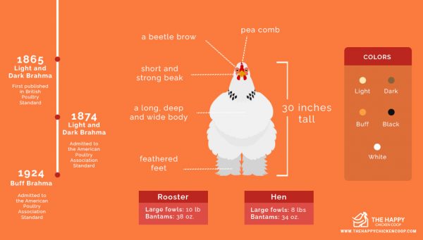Brahma Chicken: Size, Egg Laying, Height and More…