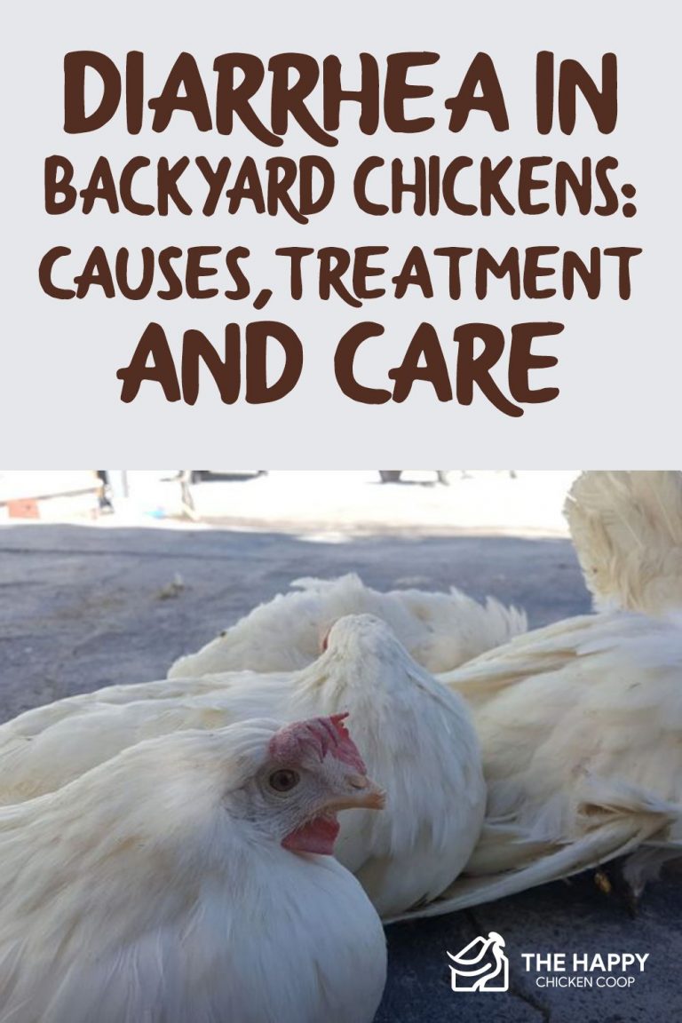 Diarrhea in Backyard Chickens: Causes, Treatment and Care