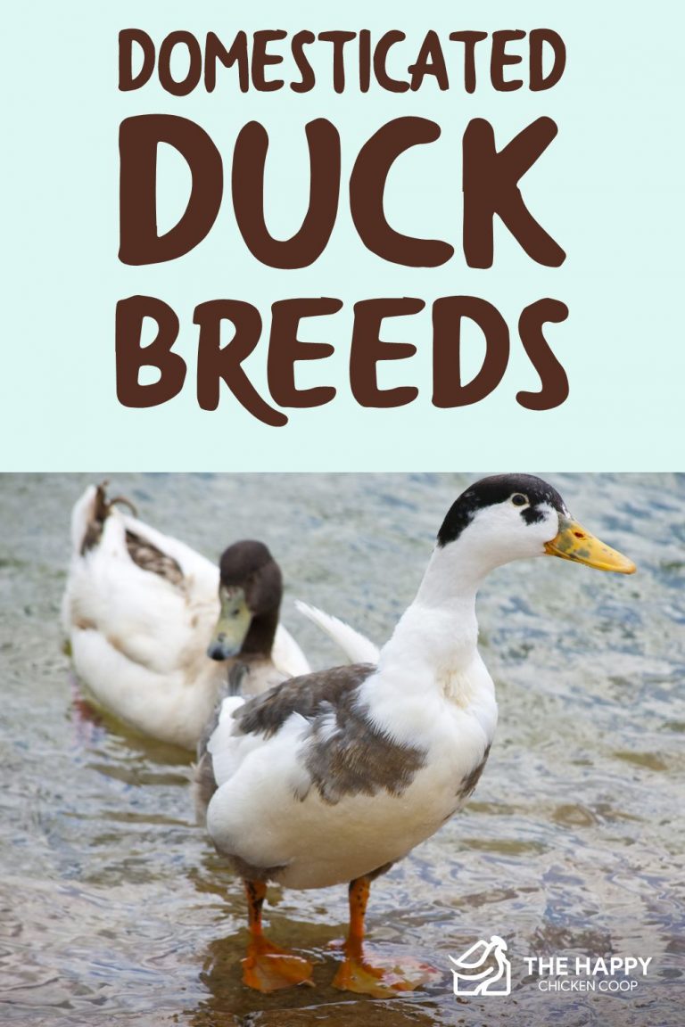 Top 10 Domesticated Duck Breeds - The Happy Chicken Coop