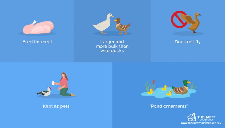 Top 10 Domesticated Duck Breeds - The Happy Chicken Coop