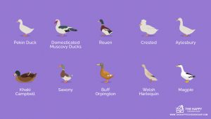 Top 10 Domesticated Duck Breeds - The Happy Chicken Coop