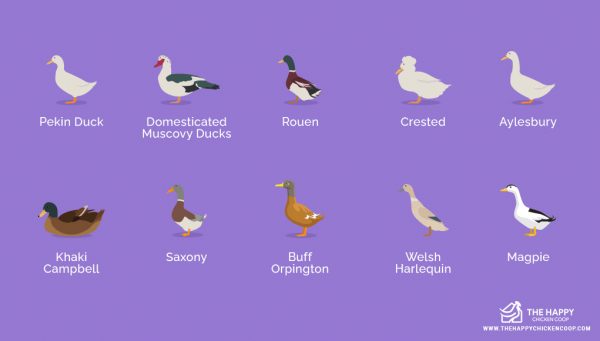 Top 10 Domesticated Duck Breeds - The Happy Chicken Coop
