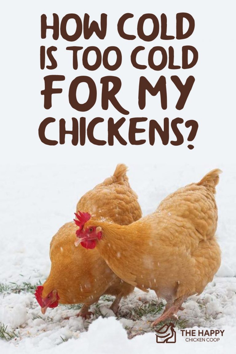 How Cold Is Too Cold For My Chickens? - The Happy Chicken Coop