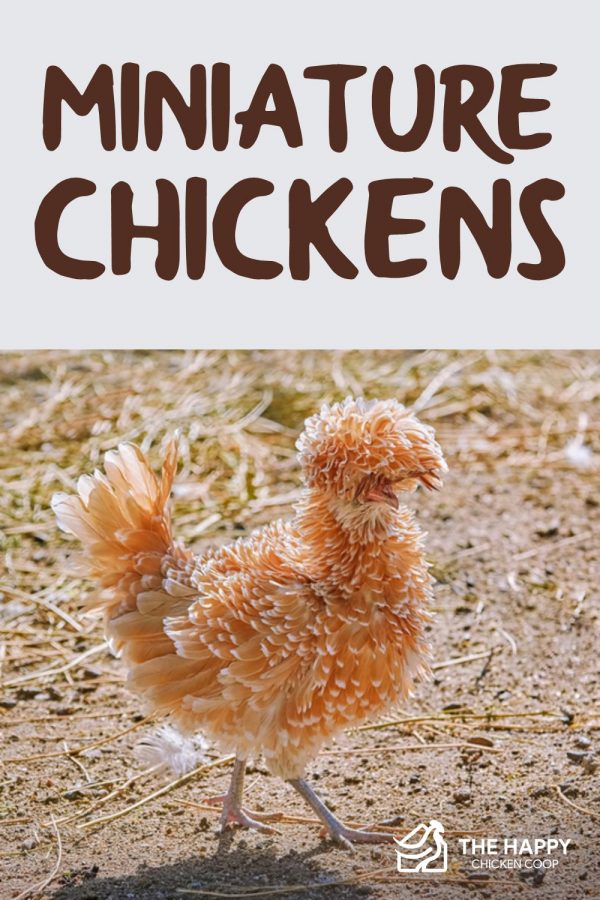 Miniature Chickens - The Happy Chicken Coop