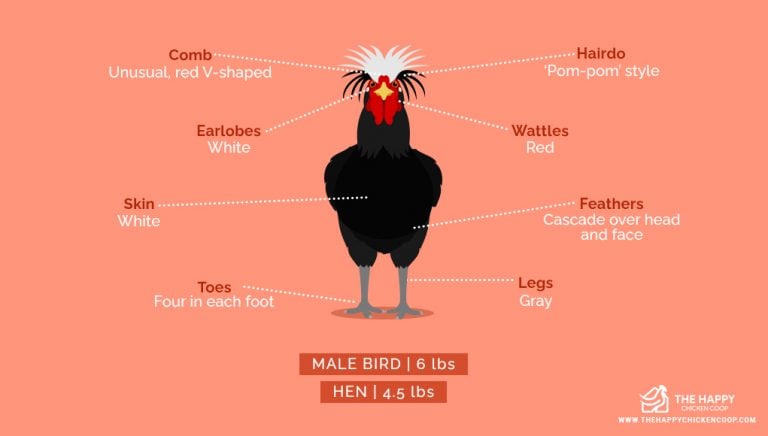 Polish Chickens: Temperament, Color and Egg Laying