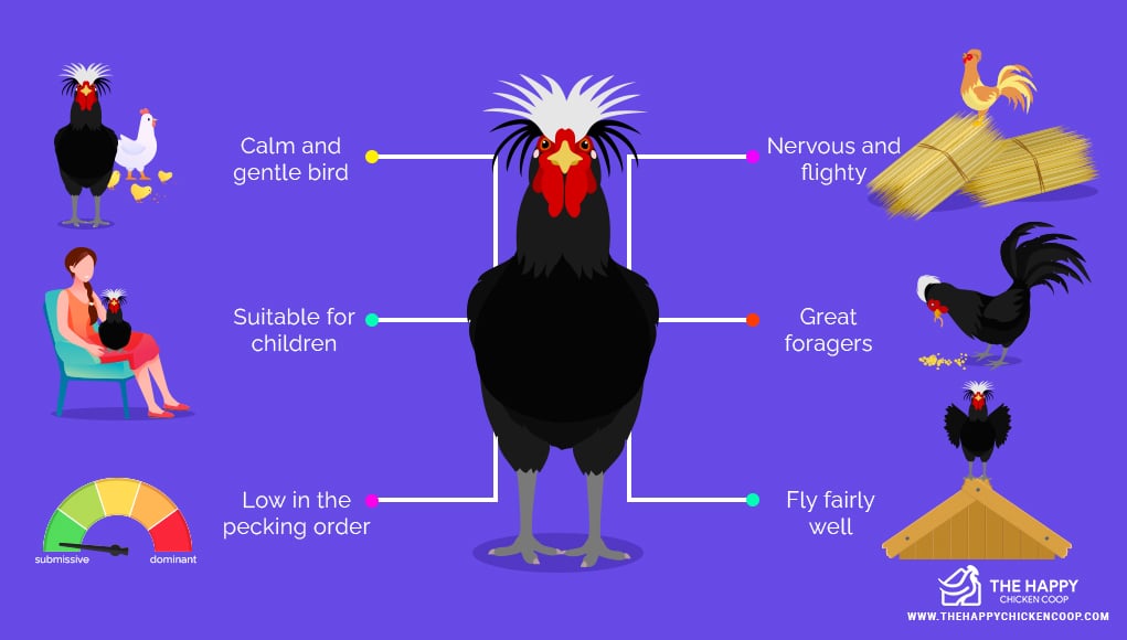 Polish Chickens: Temperament, Color and Egg Laying Polish Chickens: Temperament, Color and Egg Laying