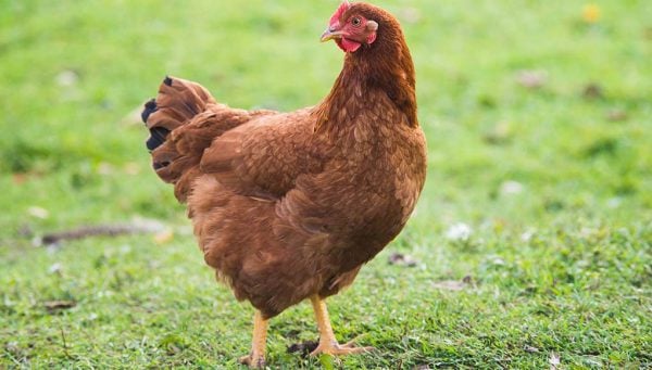 Miniature Chickens - The Happy Chicken Coop