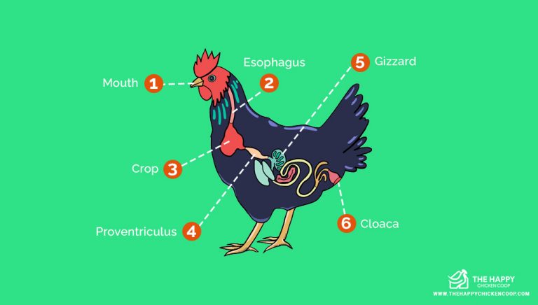 Sour Crop in Chickens: What is it And How to Treat it