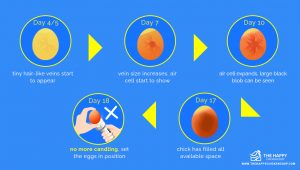 The Complete Beginner's Guide To Egg Candling