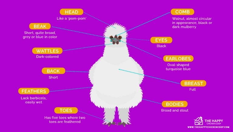 The Ultimate Guide on the Silkie Chicken
