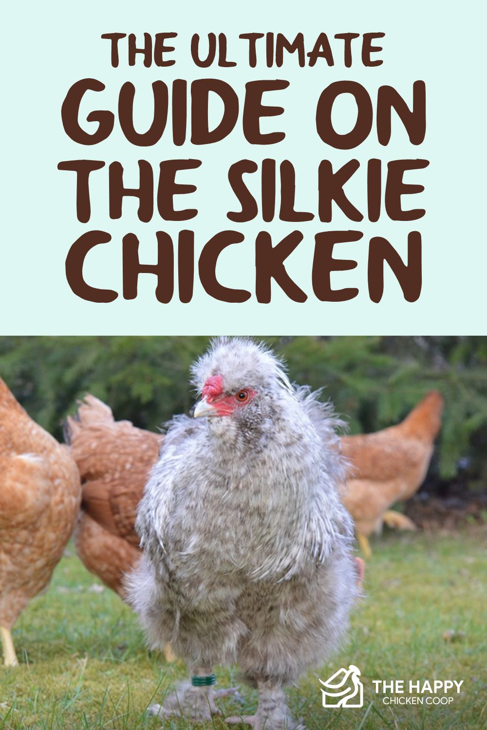 The Ultimate Guide on the Silkie Chicken