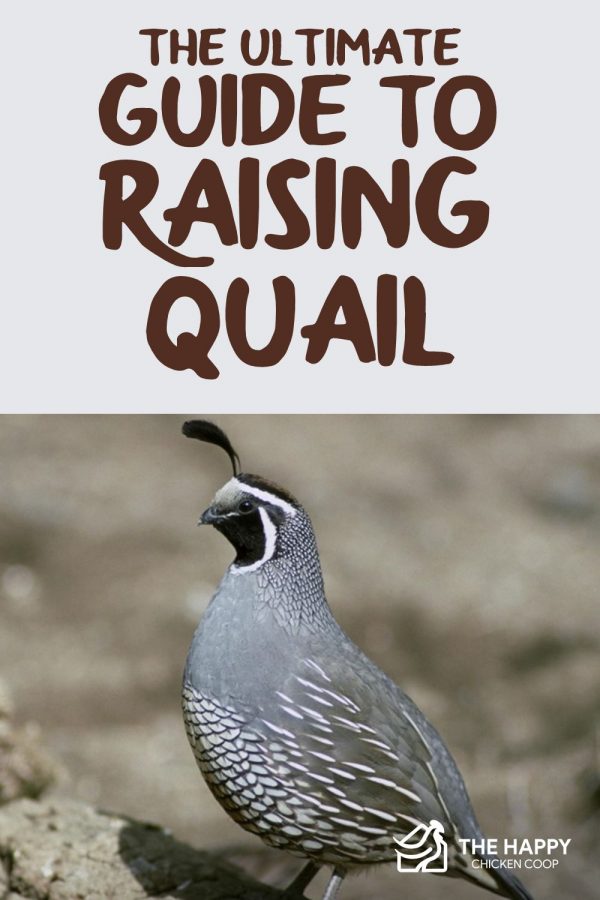 The Ultimate Guide to Raising Quail - The Happy Chicken Coop