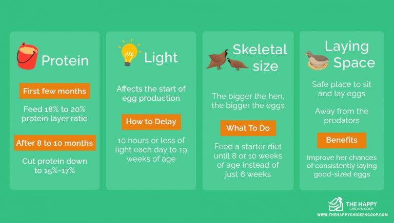 Top 10 Chicken Breeds That Lay The Largest Eggs