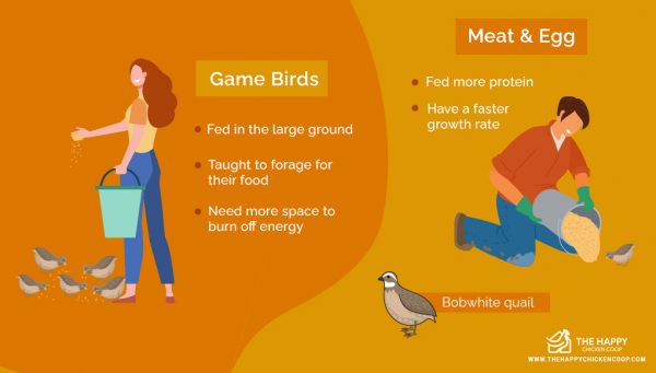 What Do Quails Eat? The Ultimate Quail Feed Guide