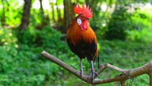 Miniature Chickens - The Happy Chicken Coop