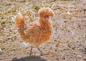 Miniature Chickens - The Happy Chicken Coop