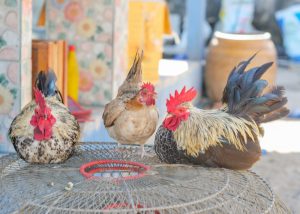 Miniature Chickens