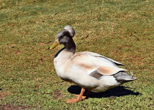 Crested Ducks