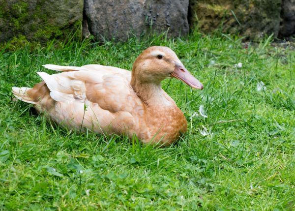 Top 10 Domesticated Duck Breeds - The Happy Chicken Coop
