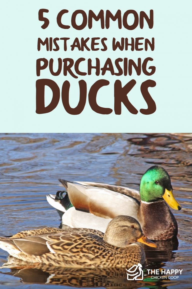 5 Common Mistakes to Avoid When Before Buying Ducks