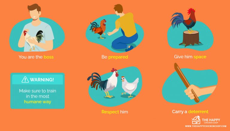Aggressive Rooster: How to Train Him to be ‘Mr. Nice Guy’