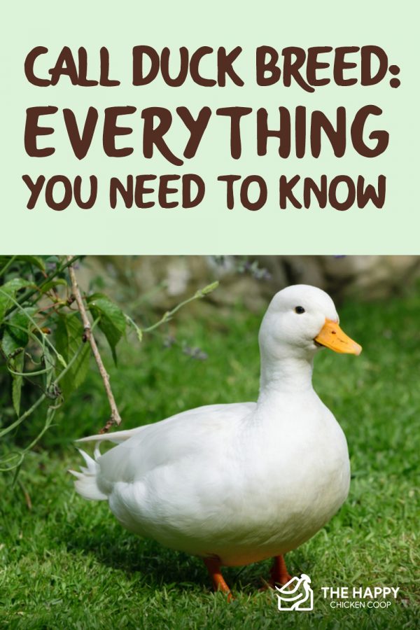 Call Duck Breed (Everything you Need to Know)