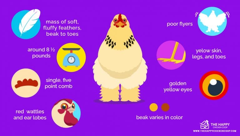 Cochin Chicken: Breed Profile, Care Guide and More…
