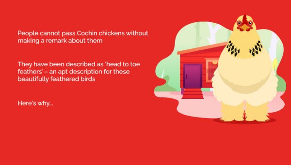 Cochin Chicken: Breed Profile, Care Guide and More…