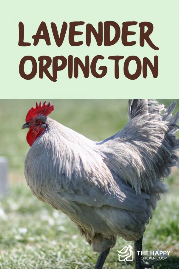 Lavender Orpington: Breed Information, Care Guide, Egg Color and More ...