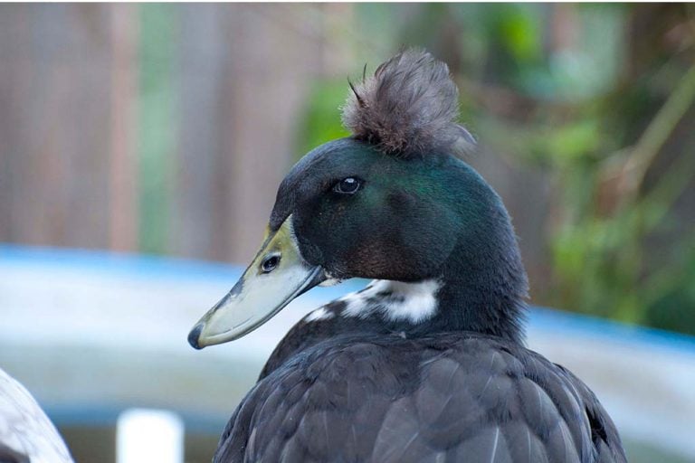 Top 5 Show Ducks - The Happy Chicken Coop