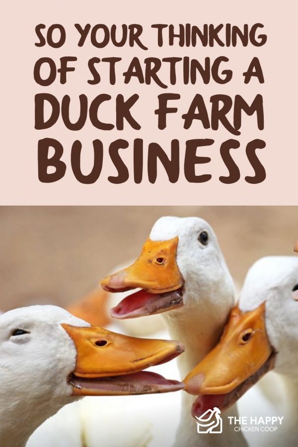 So Your Thinking of Starting a Duck Farm Business
