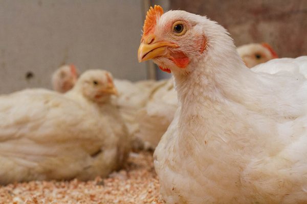 Case Study: Growing Interest in Raising Chickens for Meat