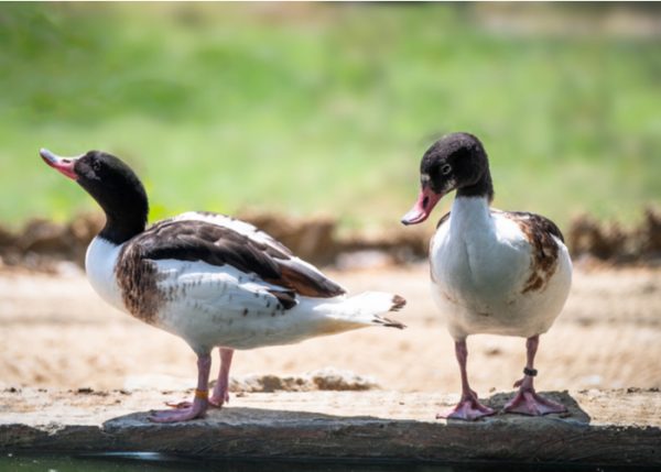 Ducks In The Summer Heat: Here's What To Do