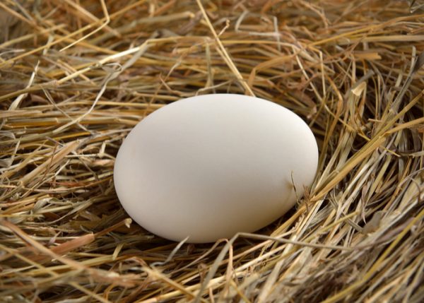 Rosecomb Chicken: All You Need To Know