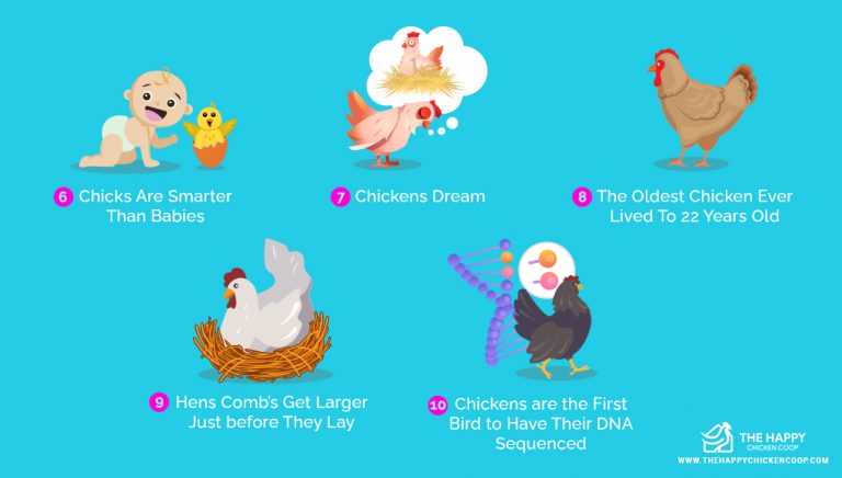 20 Surprising Facts About Chickens You Didn’t Know