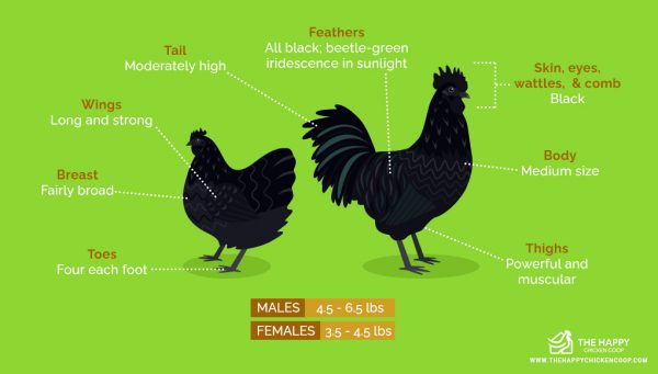 Ayam Cemani: Breed Information, Care Guide, Egg Color and More