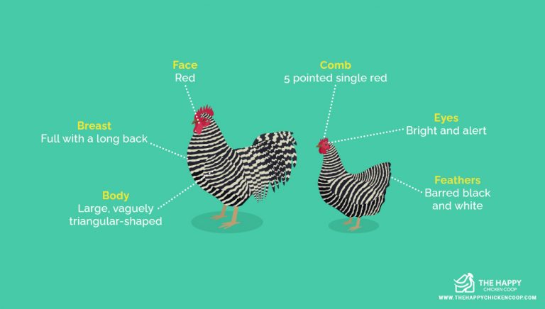 Barred Rock Chickens: Complete Breed Profile - The Happy Chicken Coop