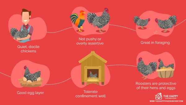 Barred Rock Chickens: Complete Breed Profile - The Happy Chicken Coop