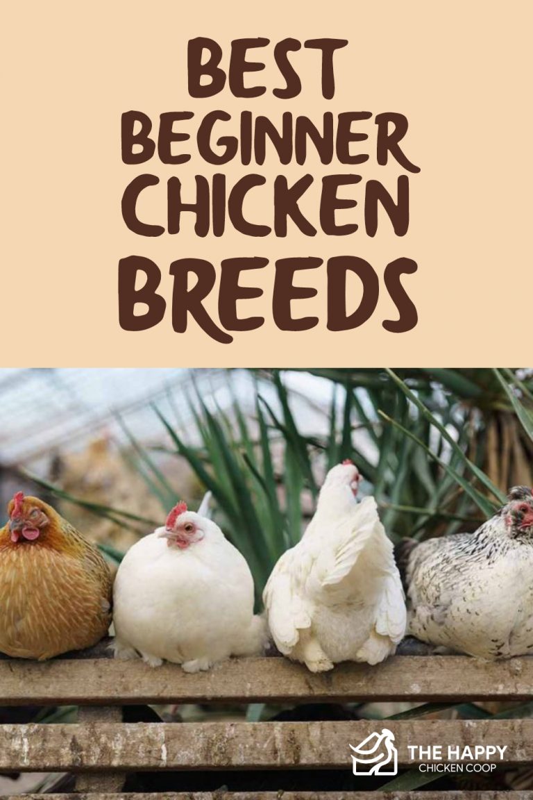 Best Beginner Chicken Breeds - The Happy Chicken Coop