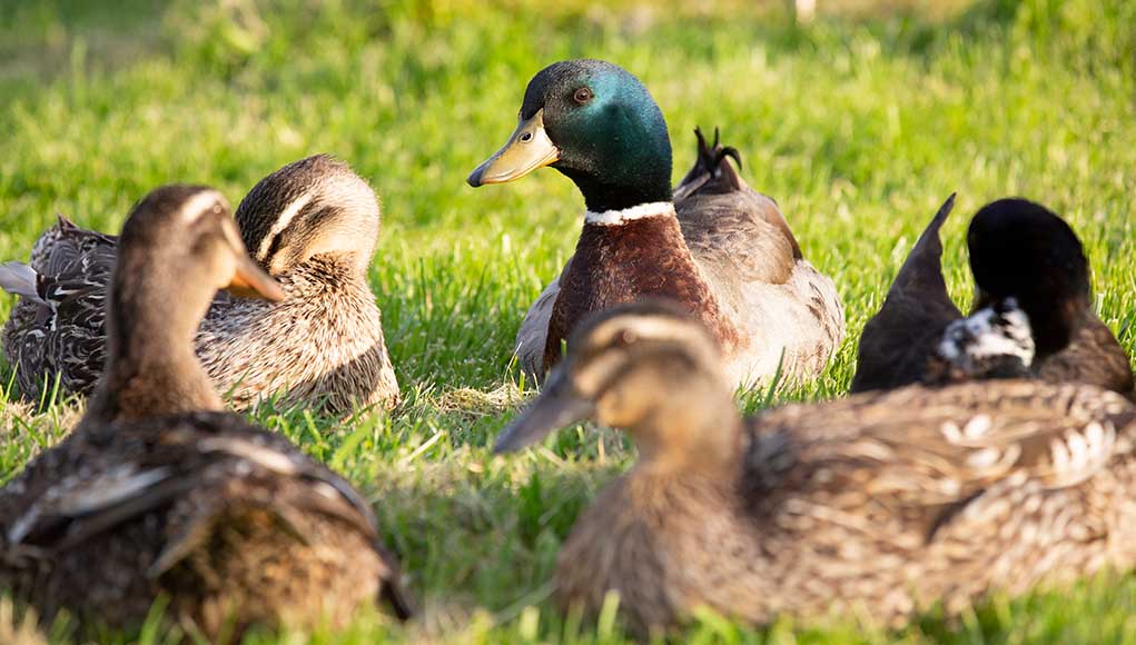 Best Meat Duck Breeds - The Happy Chicken Coop