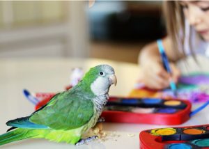 These Are 17 Things Only A Bird Owner Understands