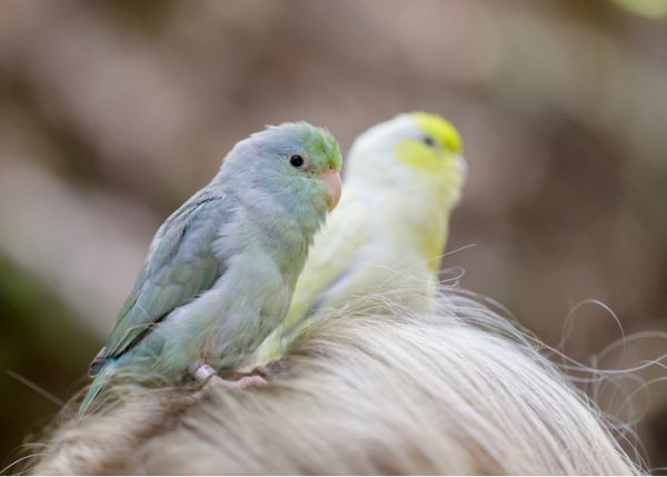 14 of the Most Popular Companion Birds - The Happy Chicken Coop