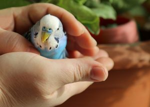 These Are 17 Things Only A Bird Owner Understands