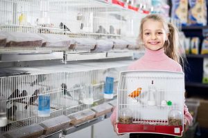 Best Pet Birds for Beginners: The Ultimate Bird Owners Guide