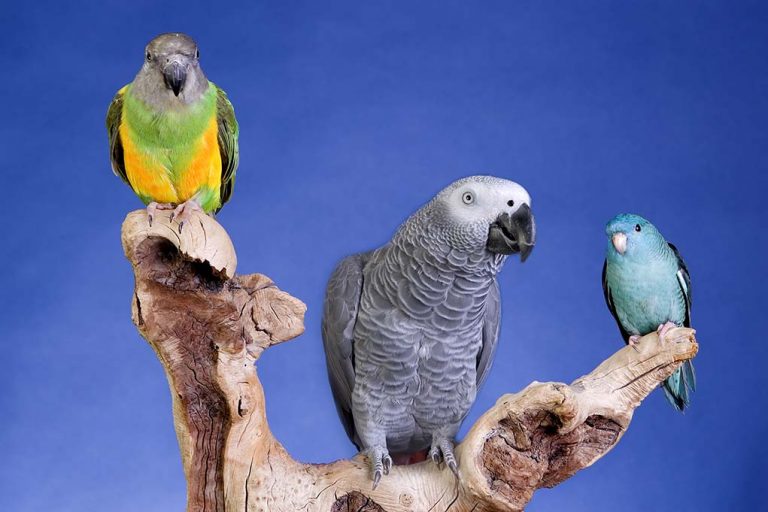9 Of The Top Quiet Pet Bird Species - The Happy Chicken Coop