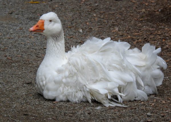 Sebastopol Goose: All You Need to Know - The Happy Chicken Coop
