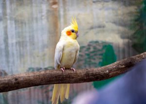 9 Of The Top Quiet Pet Bird Species - The Happy Chicken Coop